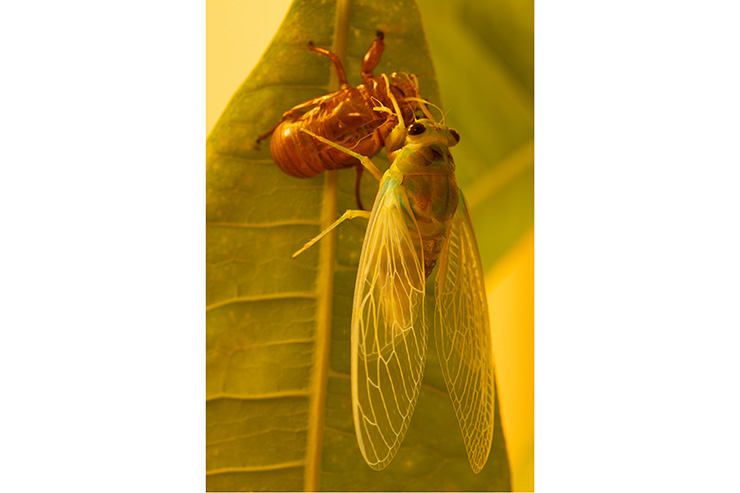 【最重要】Lightroomで色温度・色かぶりを補正する（ホワイトバランスの基本操作）|明るさ・色補正|Lightroom逆引き辞典 ｜デザインを深掘り MdN