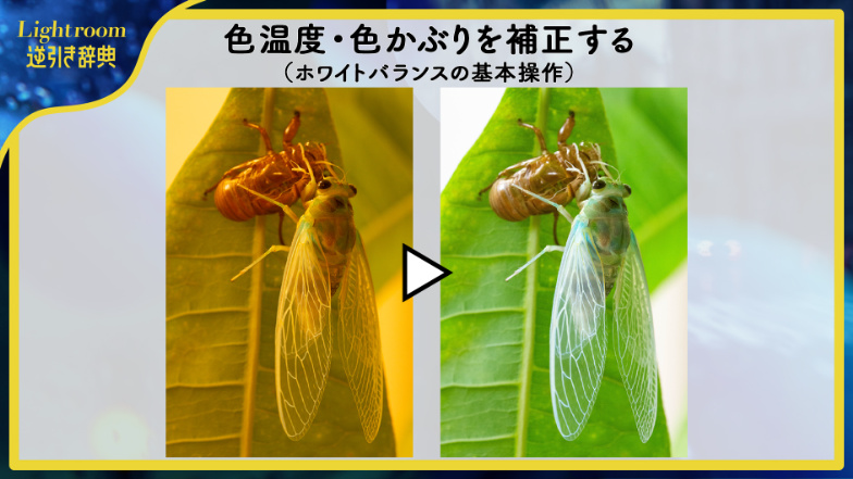 Lightroom逆引き辞典 ｜デザインを深掘り MdN