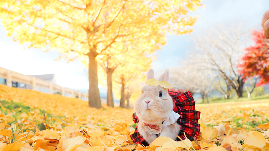 かわいいうさぎの写真とグッズが一堂に集結する人気企画「うさぎしんぼる展 2024」 ｜デザインを深掘り MdN