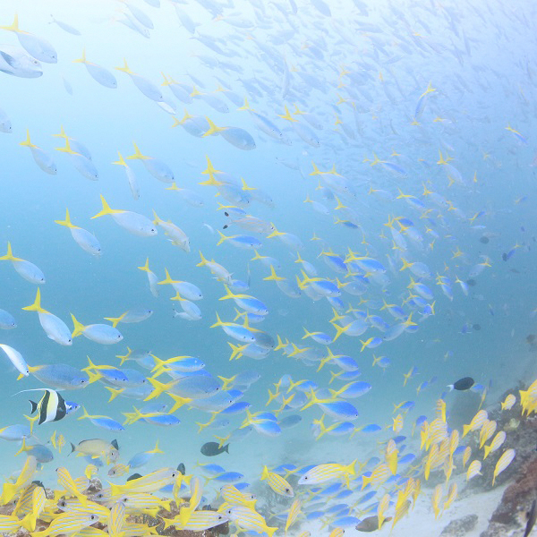 優しいトーンの“海”の写真や映像が紹介されている「鍵井靖章の海の中の世界展」 ｜デザインを深掘り MdN